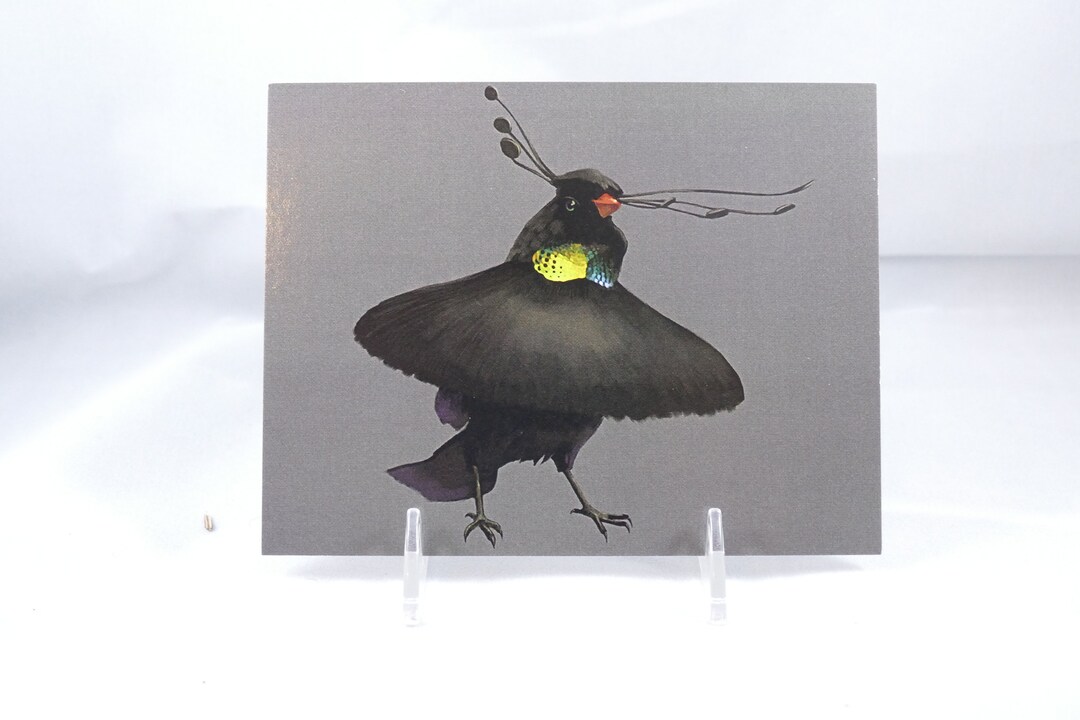 Western Parotia Dancing Postcard 130lb Card Stock - Etsy