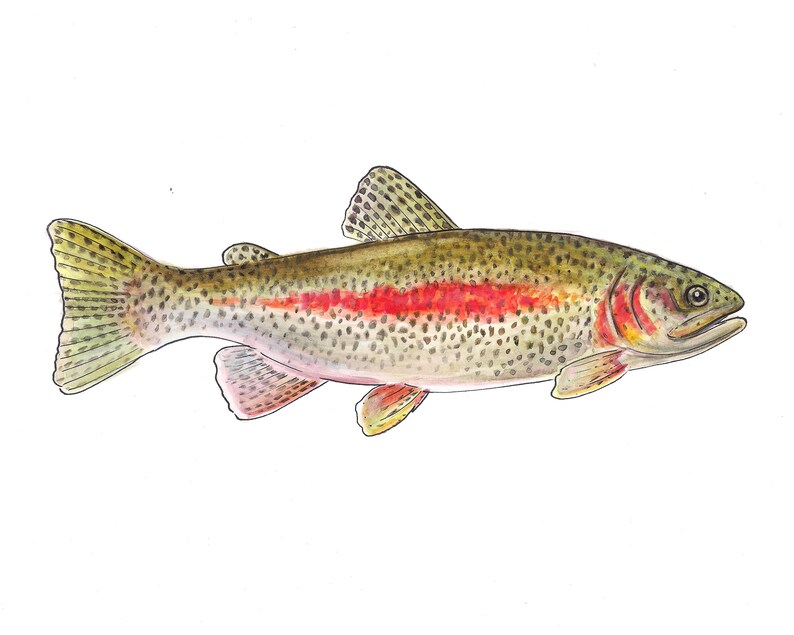 Leopard Rainbow Trout Watercolor Fine Art Print - Etsy