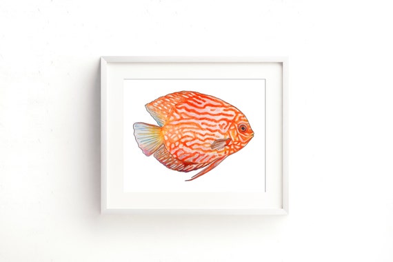 Orange Discus Fish