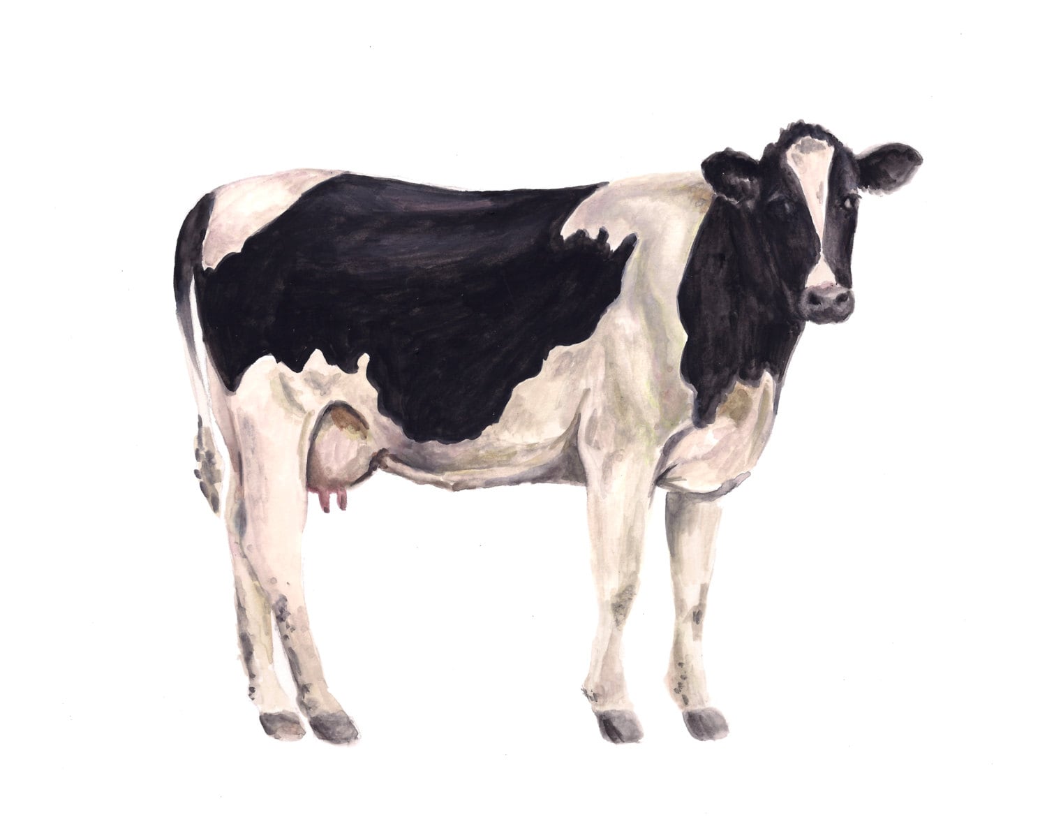 Dairy Cow Watercolor Fine Art Print - Etsy