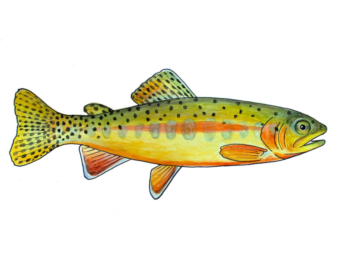 Golden Trout Fine Art Print - Etsy