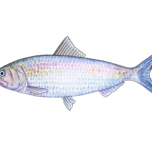 Shad Watercolor Fine Art Print - Etsy