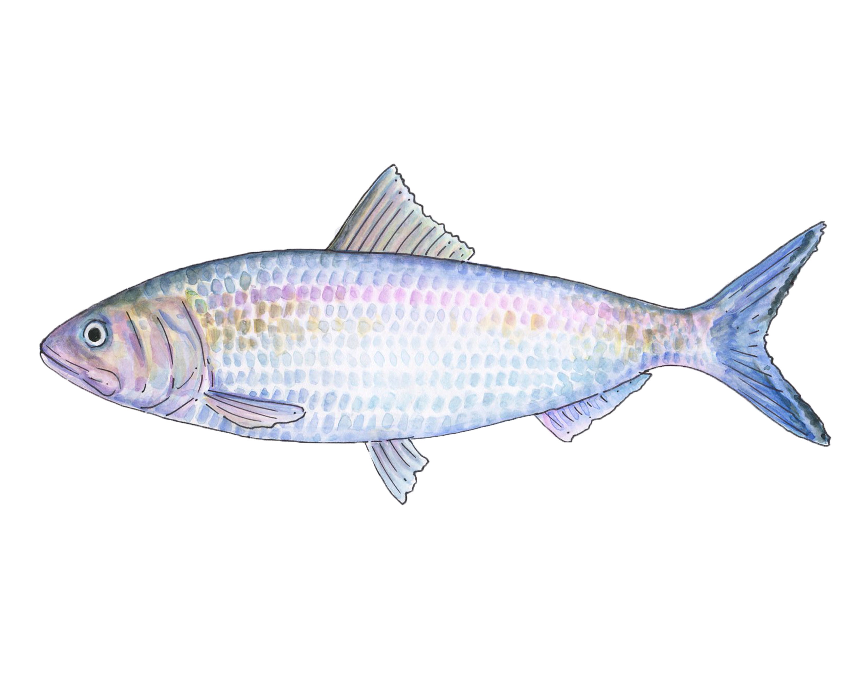 Shad Watercolor Fine Art Print - Etsy