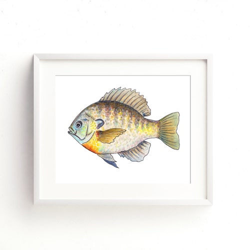 Bluegill Watercolor Fine Art Print | Etsy