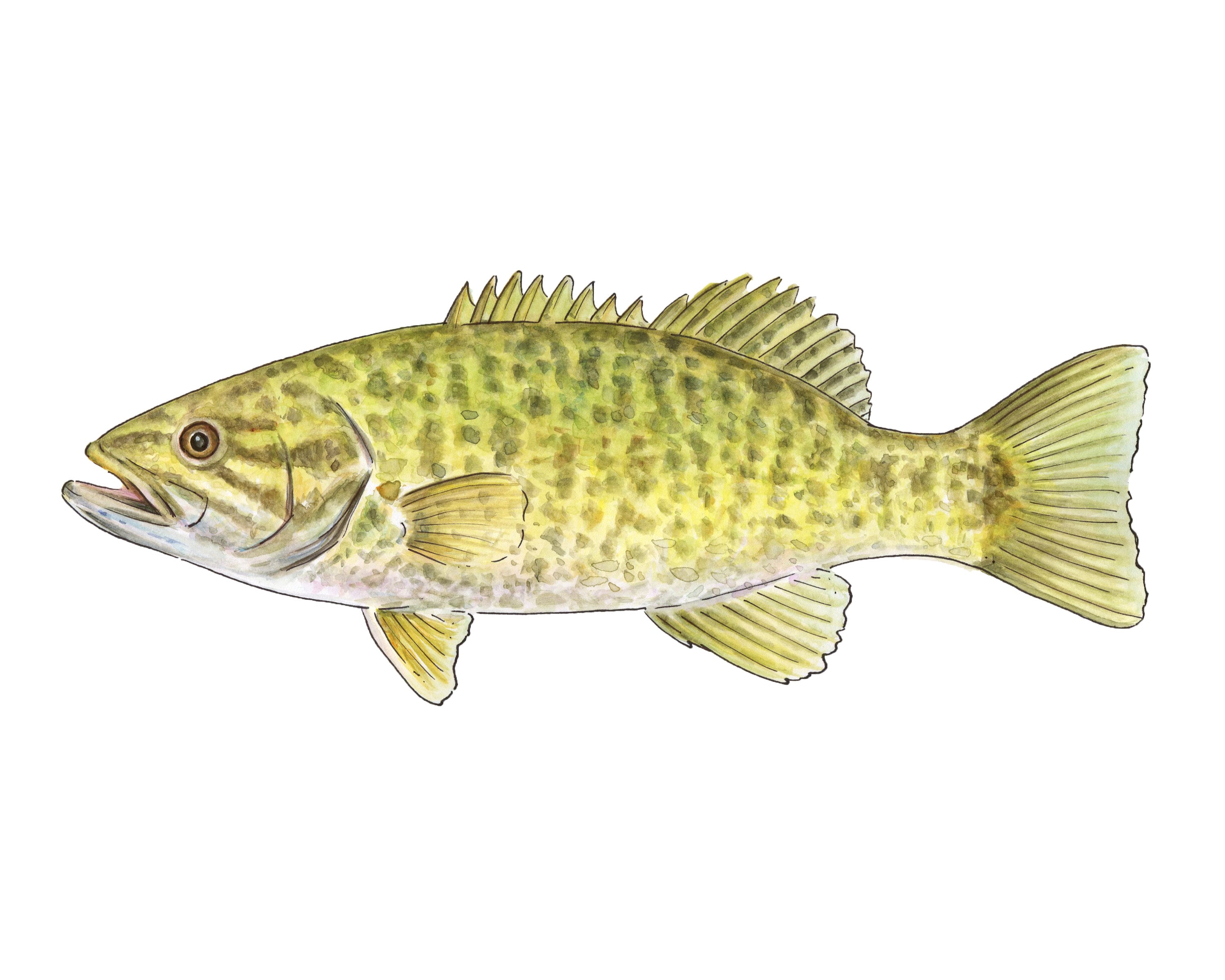 Smallmouth Bass Watercolor Fine Art Print - Etsy