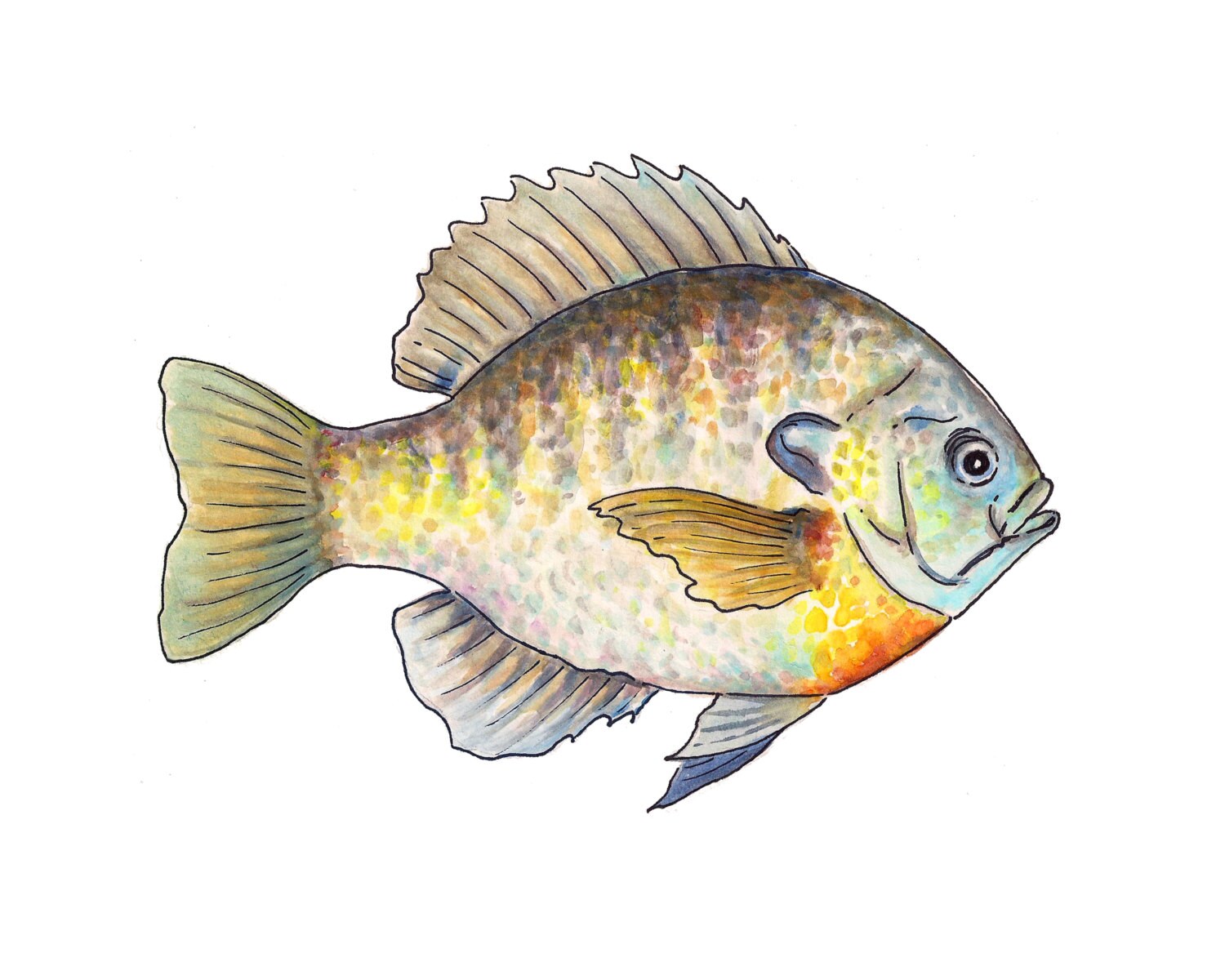 Bluegill Watercolor Fine Art Print | Etsy