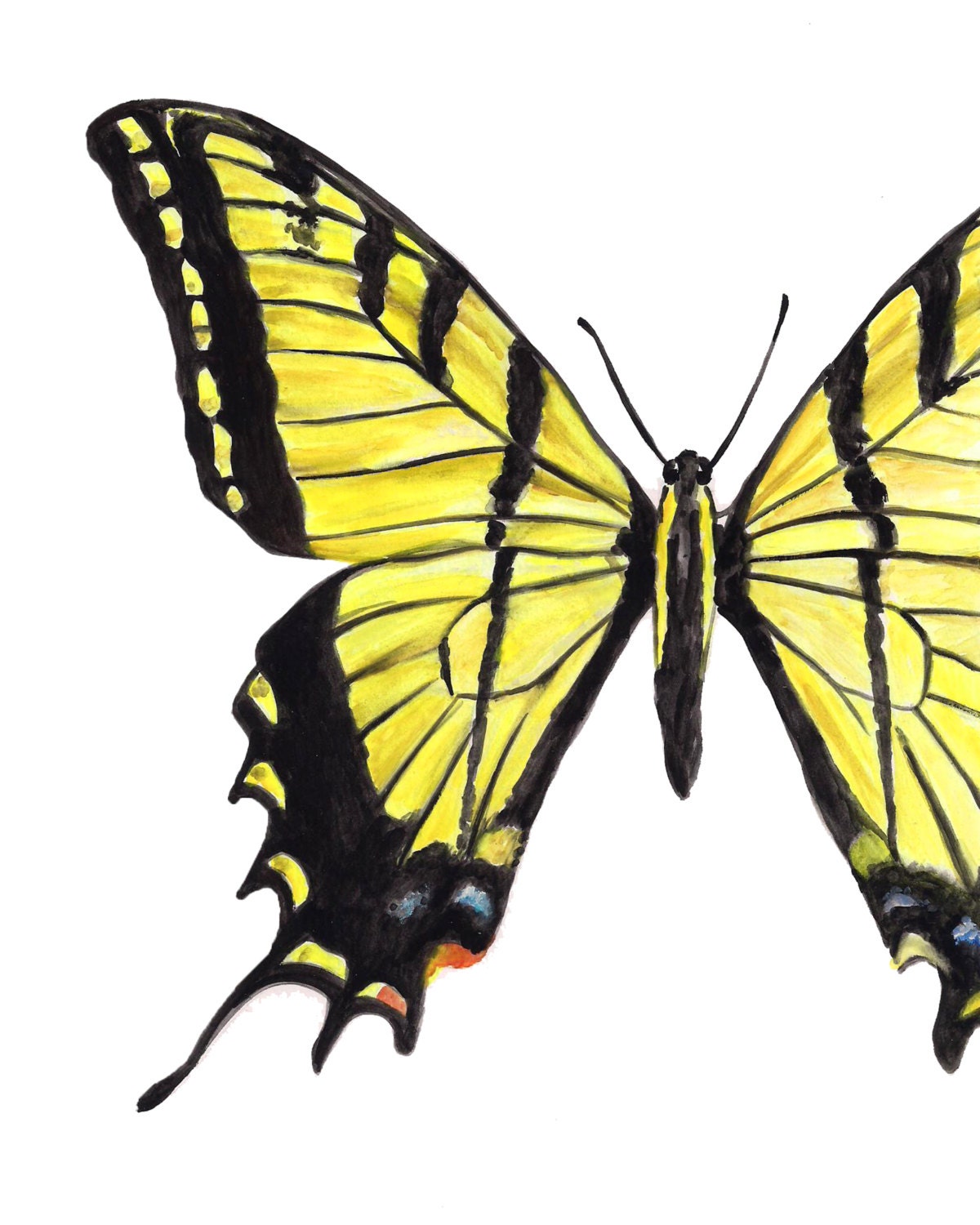 Eastern Tiger Swallowtail Butterfly Watercolor Fine Art Print - Etsy