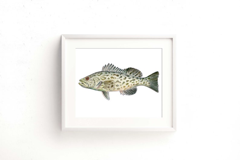 Gag Grouper Watercolor Fine Art Print - Etsy