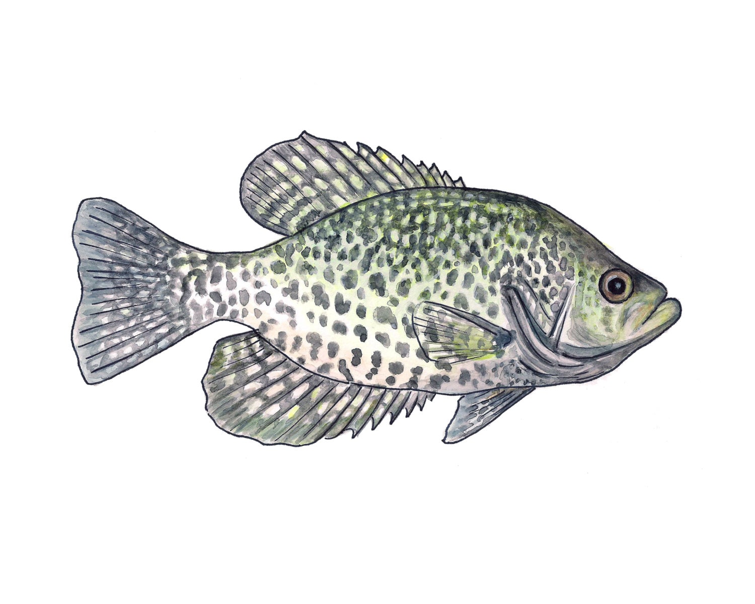 Black Crappie Watercolor Fine Art Print - Etsy