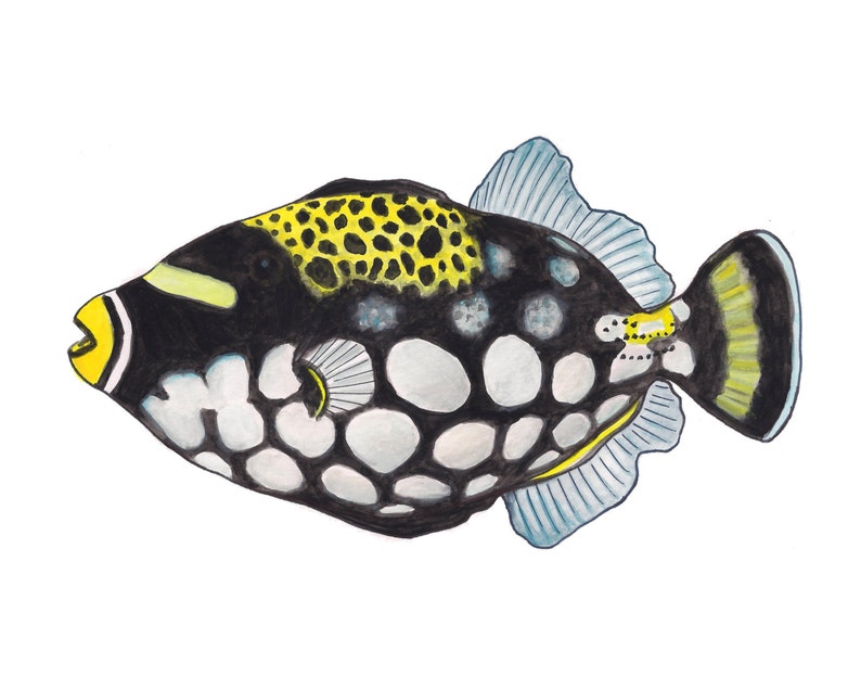 Trigger Fish Watercolor Fine Art Print - Etsy