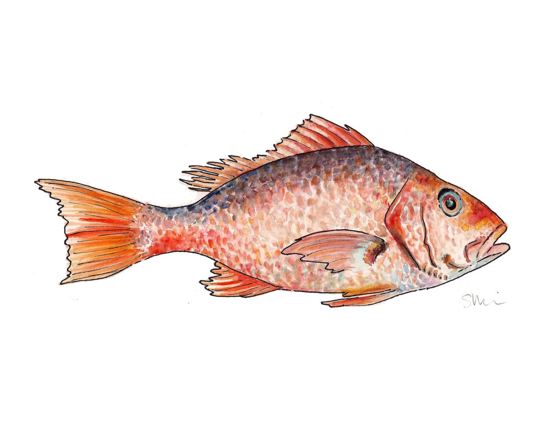 Red Snapper Watercolor Fine Art Print | Etsy Australia
