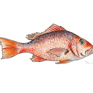 Red Snapper Watercolor Fine Art Print - Etsy