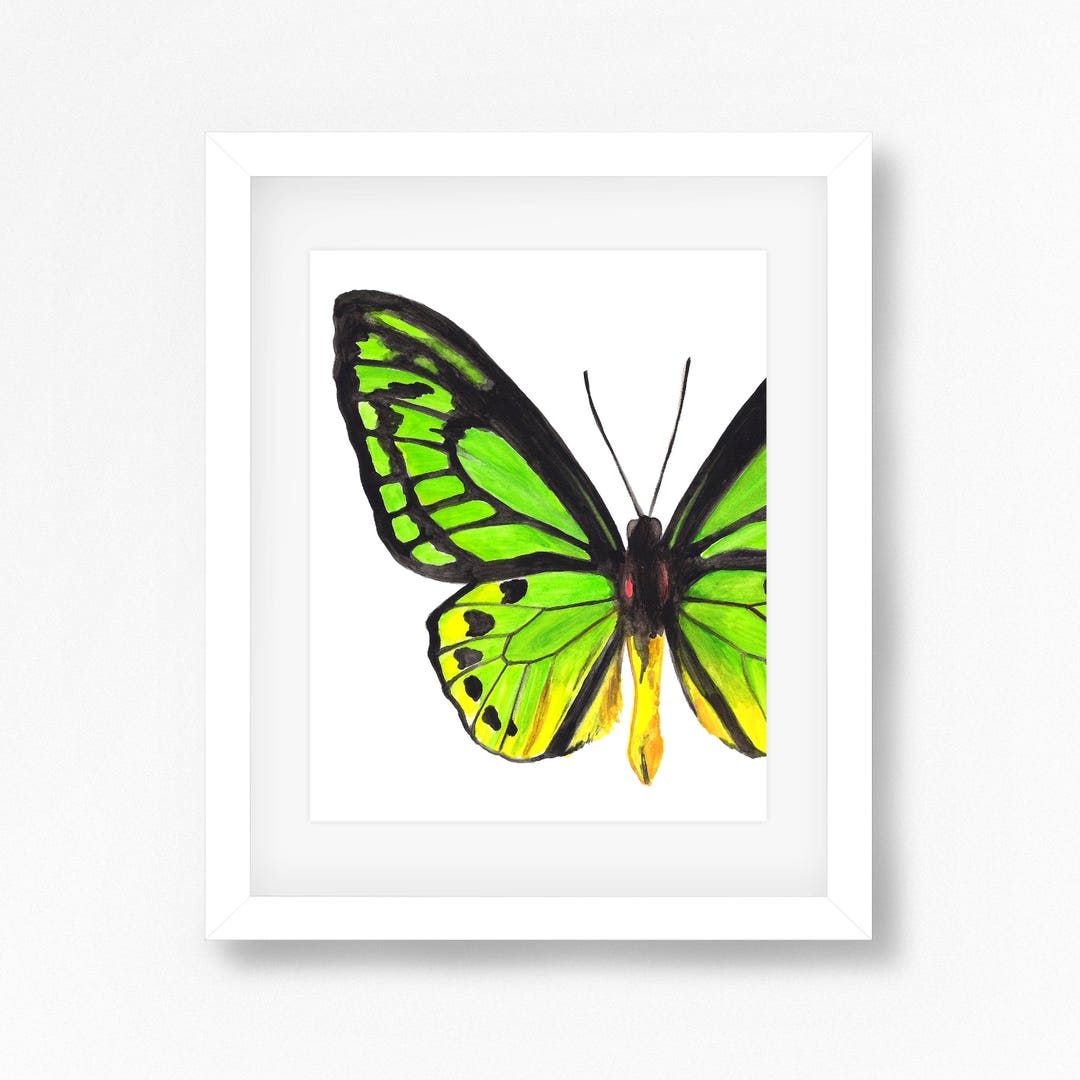 Wallace's Golden Wingbird Watercolor Fine Art Print - Etsy