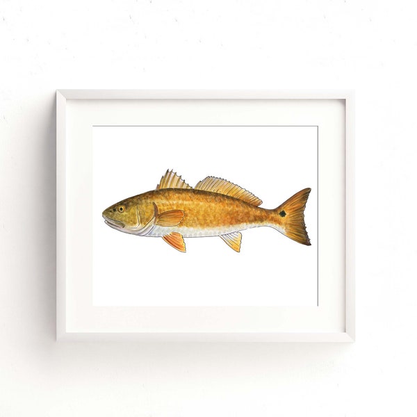 Redfish Art - Etsy