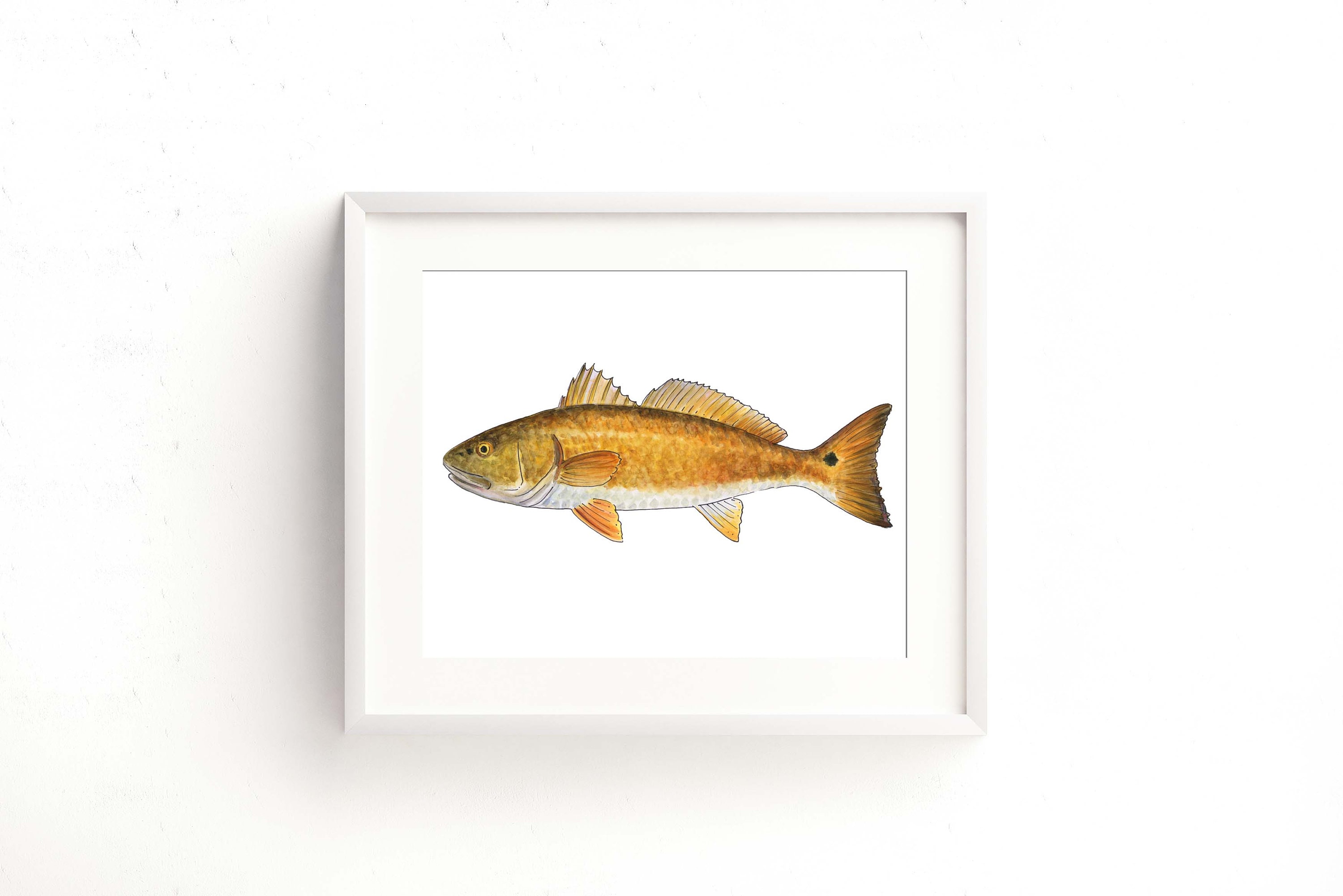 Redfish Watercolor Fine Art Print - Etsy