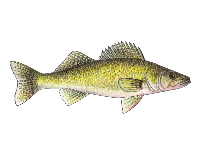 Walleye Watercolor Fine Art Print - Etsy