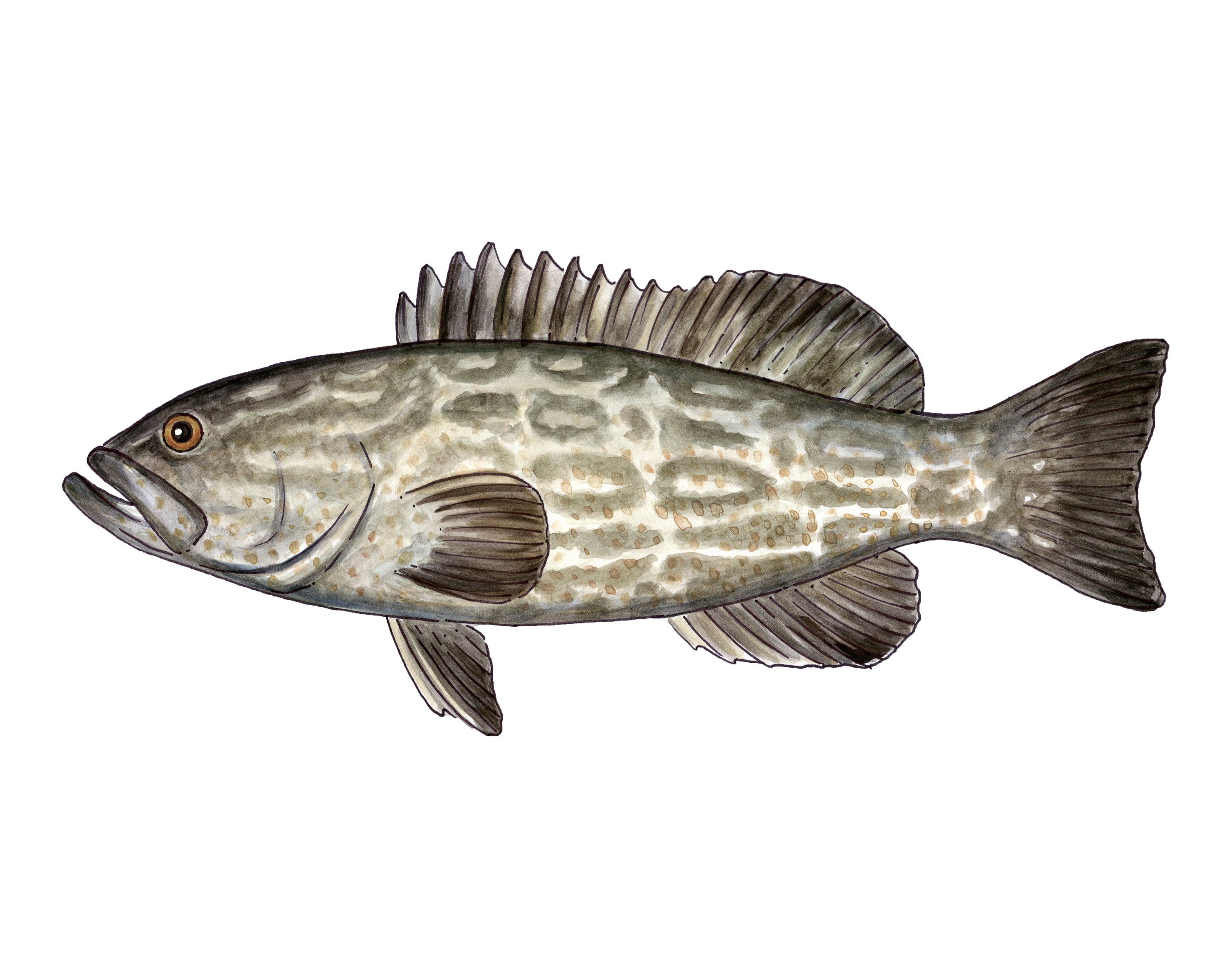 Black Grouper Watercolor Fine Art Print - Etsy