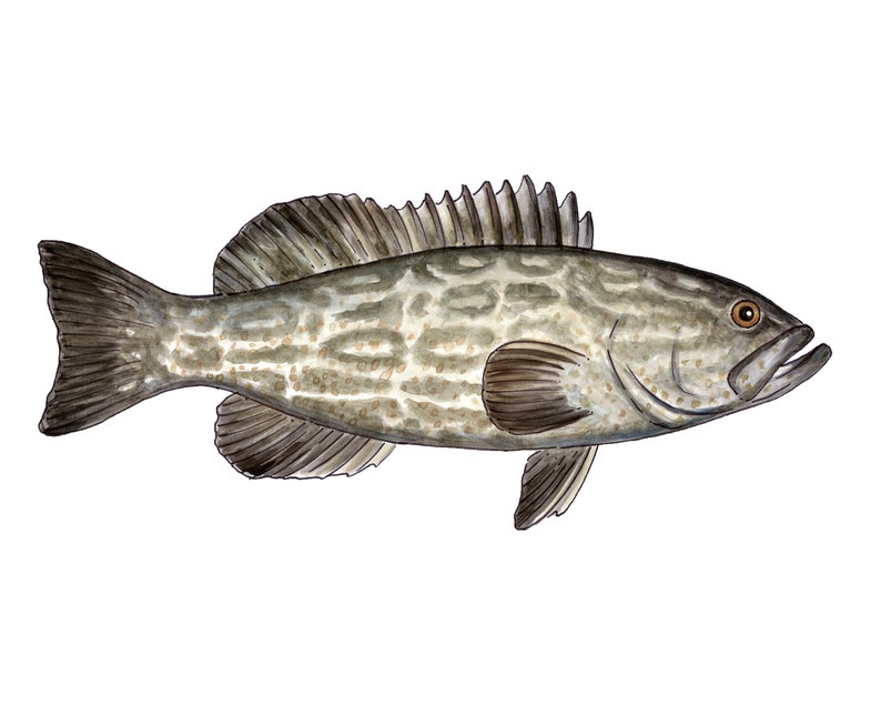 Black Grouper Watercolor Fine Art Print - Etsy