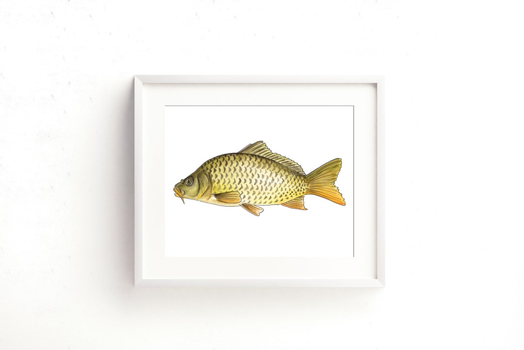 Common Carp Watercolor Fine Art Print - Etsy