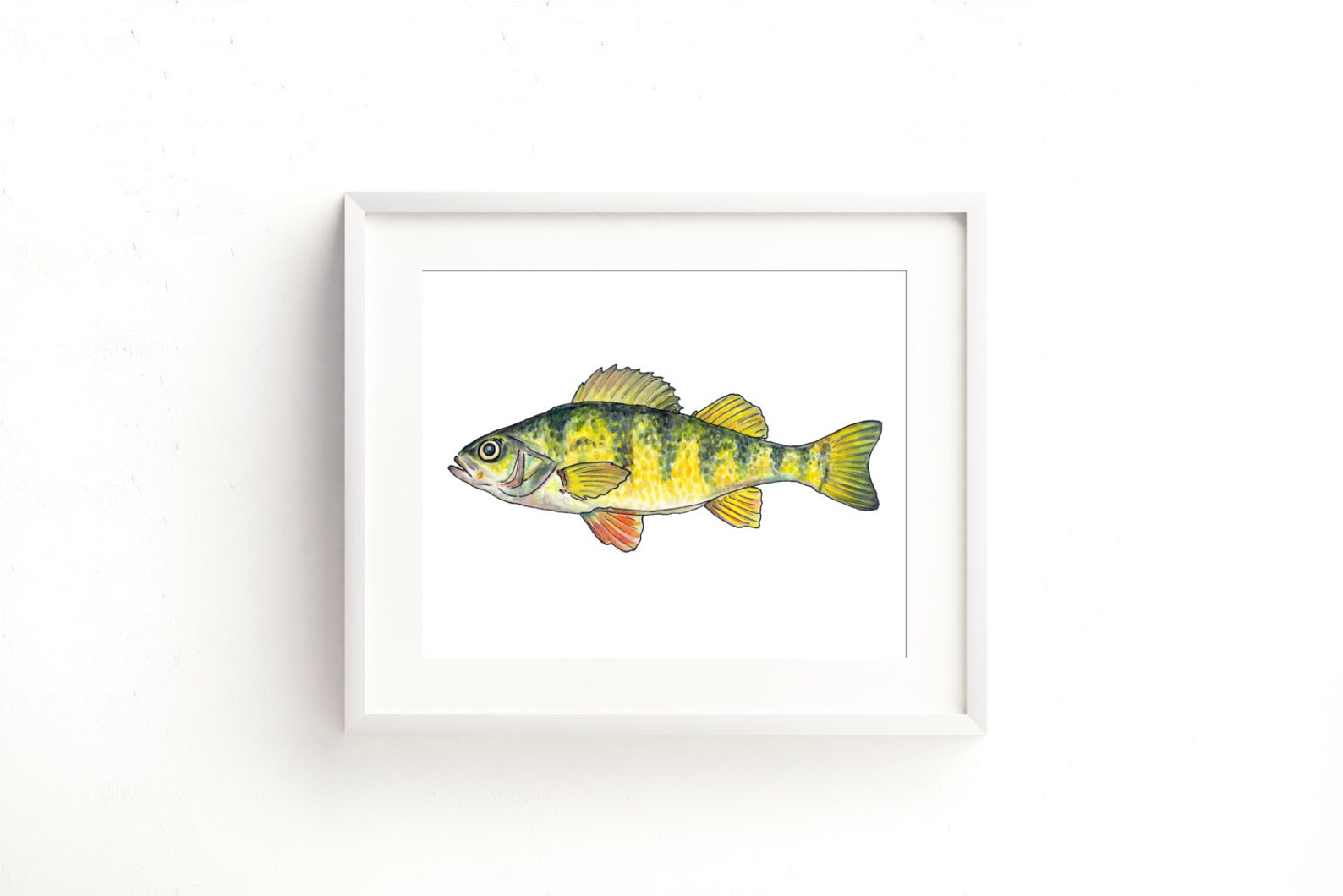Yellow Perch Watercolor Fine Art Print - Etsy