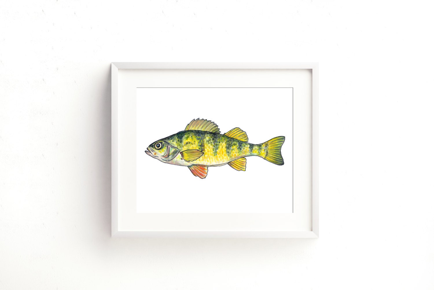 Yellow Perch Watercolor Fine Art Print | Etsy