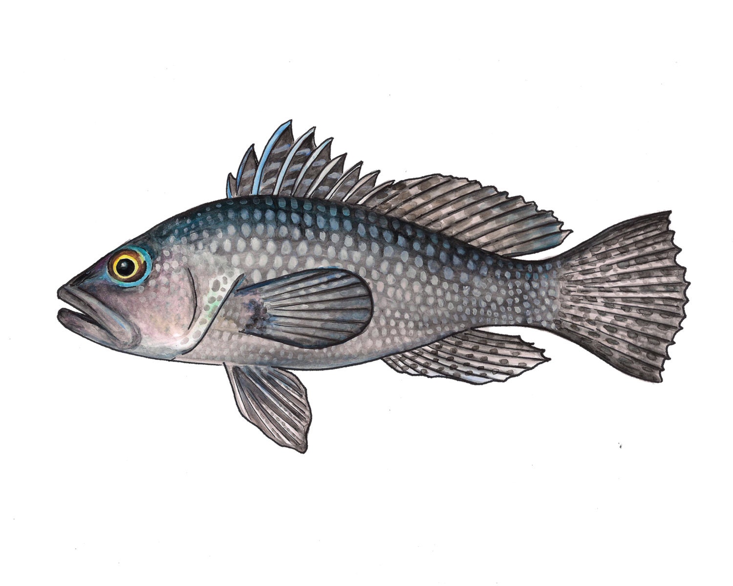 Black Sea Bass II Watercolor Fine Art Print - Etsy