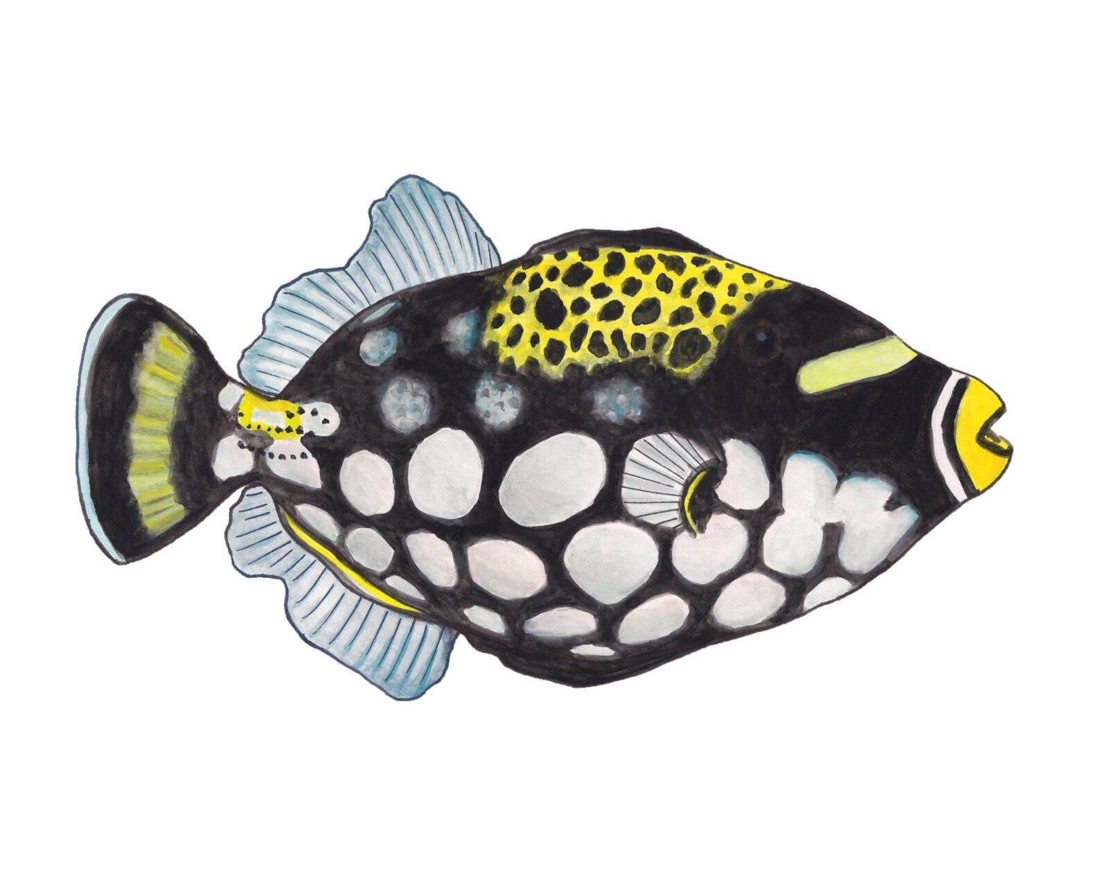 Trigger Fish Watercolor Fine Art Print | Etsy