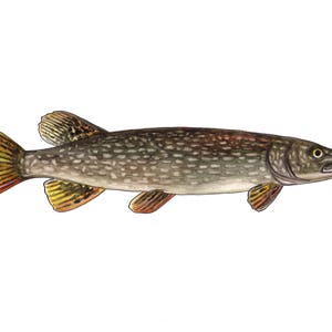 Northern Pike Watercolor Fine Art Print - Etsy