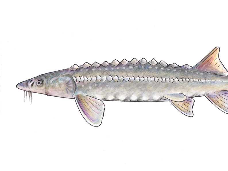 White Sturgeon Watercolor Fine Art Print - Etsy