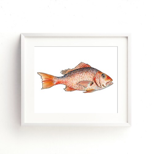 Redbreast Sunfish Watercolor Fine Art Print - Etsy
