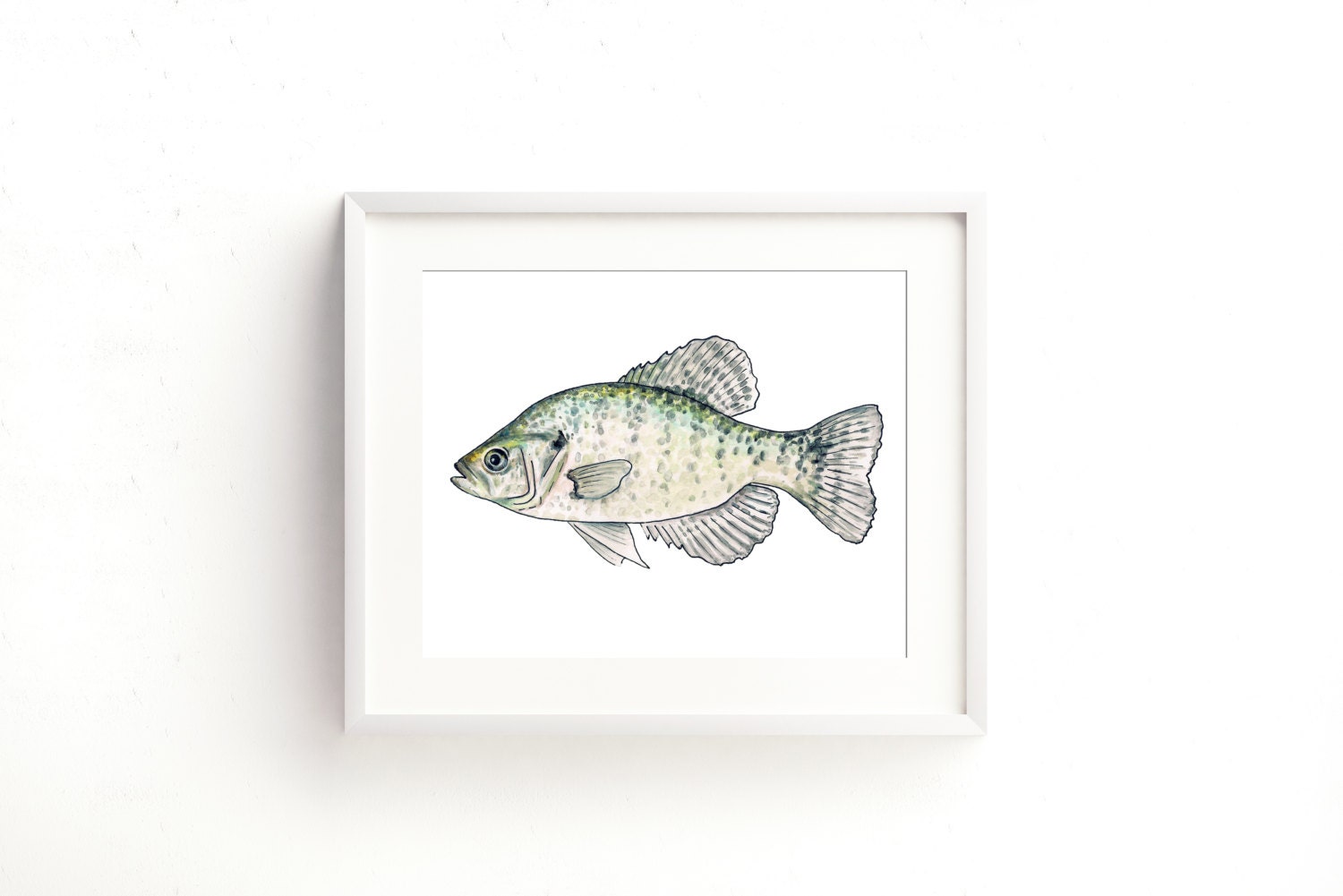 White Crappie Watercolor Fine Art Print - Etsy