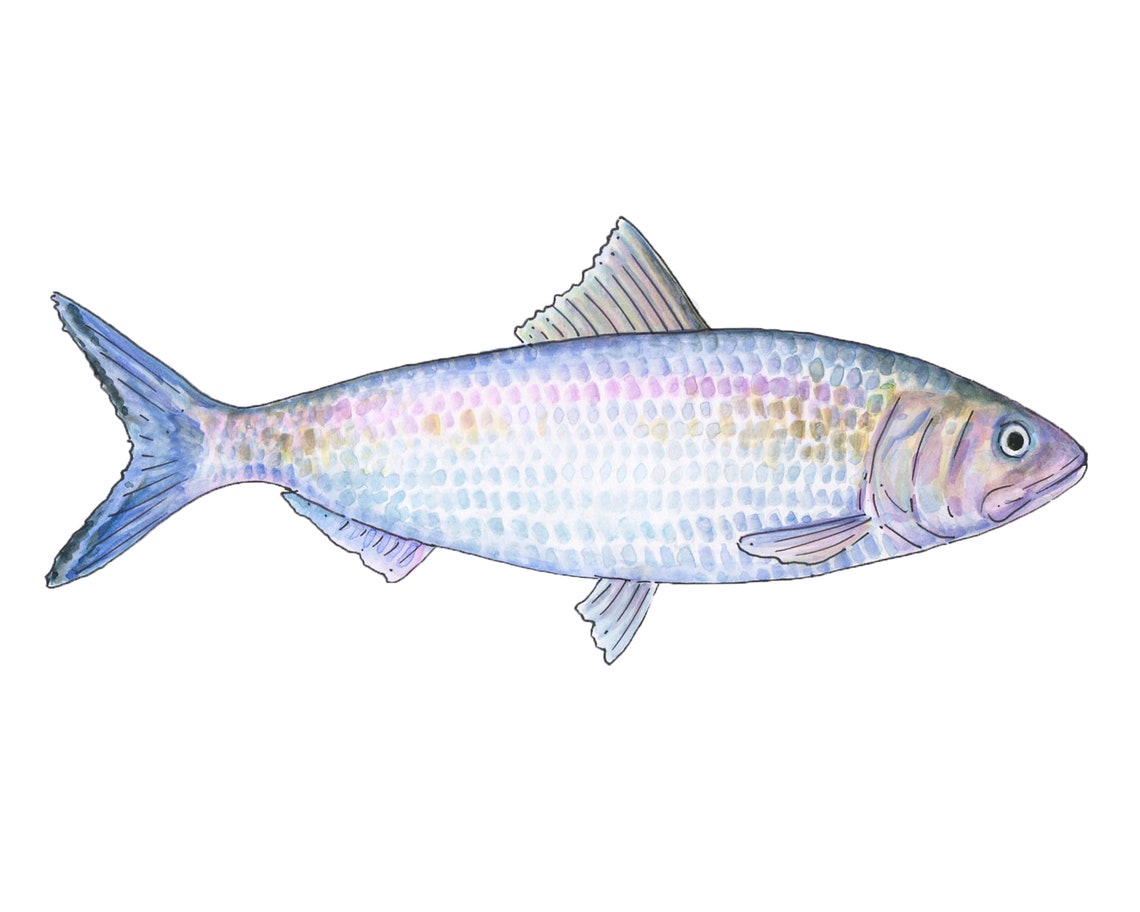 Shad Watercolor Fine Art Print - Etsy
