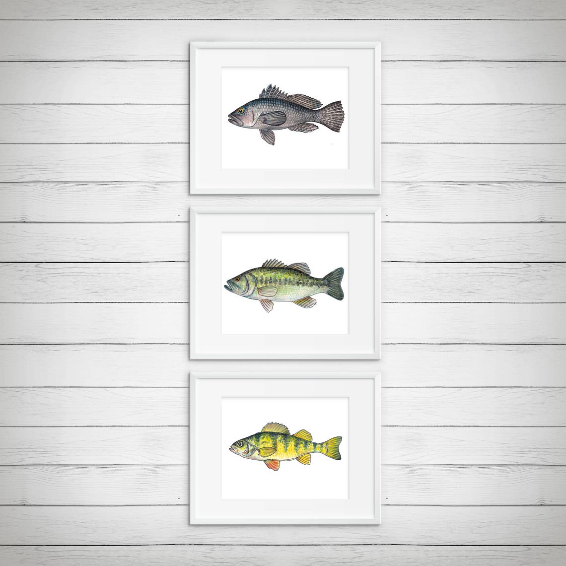 Yellow Perch Watercolor Fine Art Print - Etsy