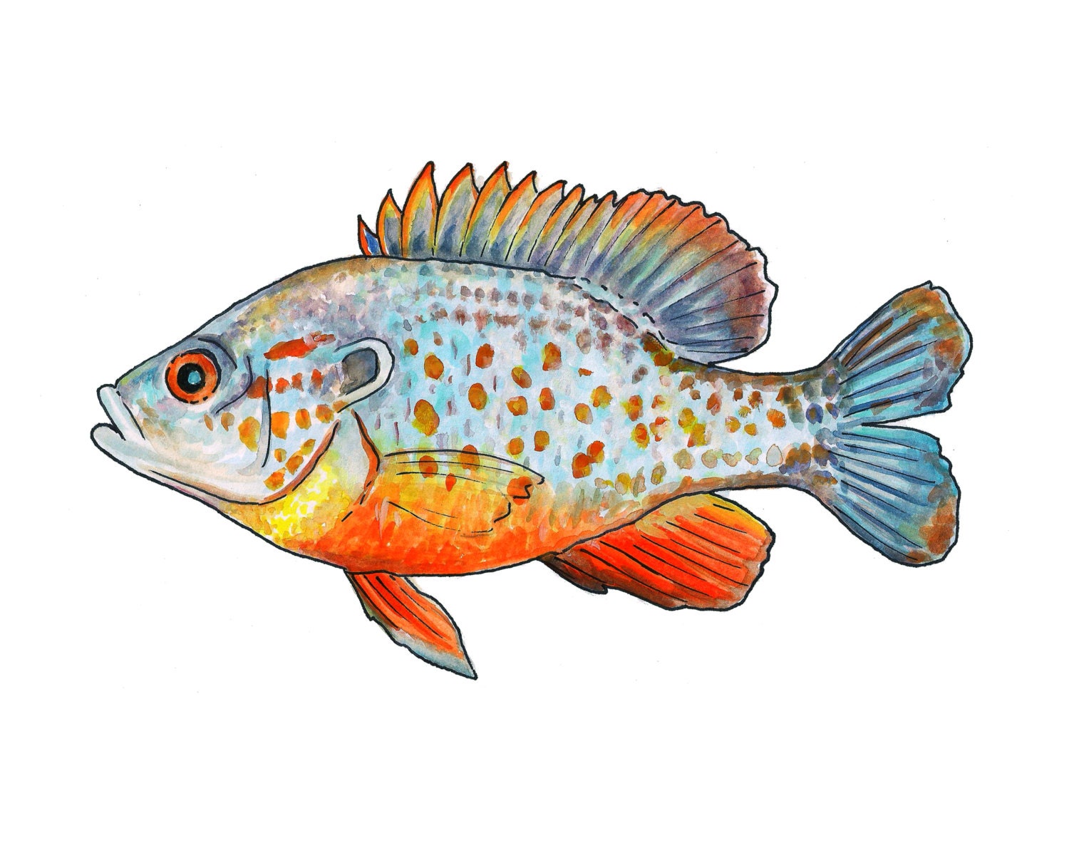 Orange Spotted Sunfish