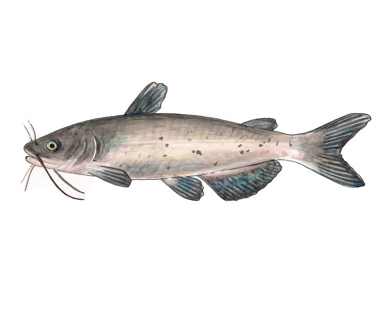 Channel Catfish Watercolor Fine Art Print - Etsy