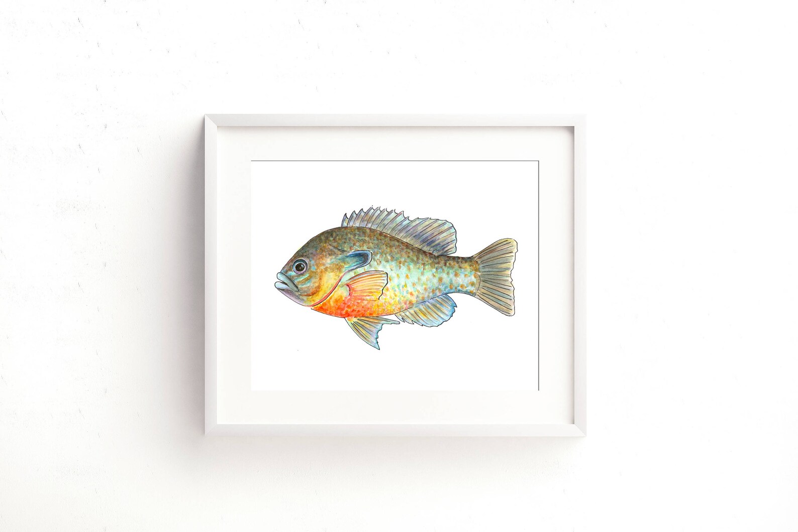 Redbreast Sunfish Watercolor Fine Art Print - Etsy