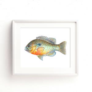 Redbreast Sunfish Watercolor Fine Art Print - Etsy