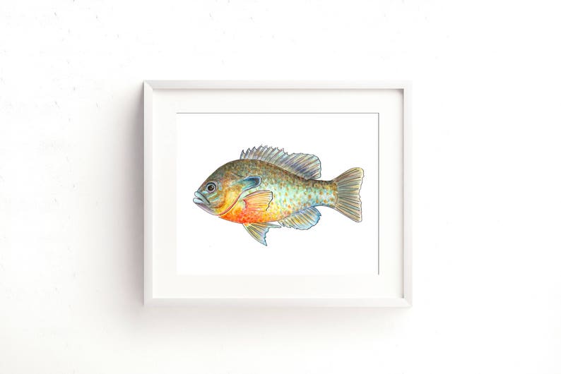 Redbreast Sunfish Watercolor Fine Art Print - Etsy