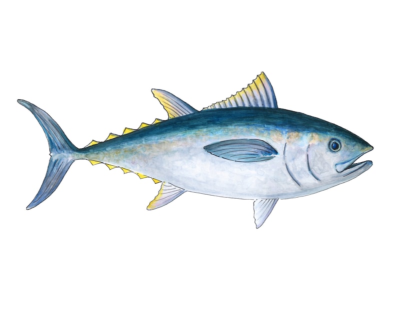 Bluefin Tuna Watercolor Fine Art Print - Etsy