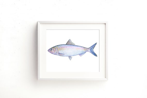 Shad Watercolor Fine Art Print | Etsy