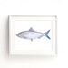 Shad Watercolor Fine Art Print - Etsy