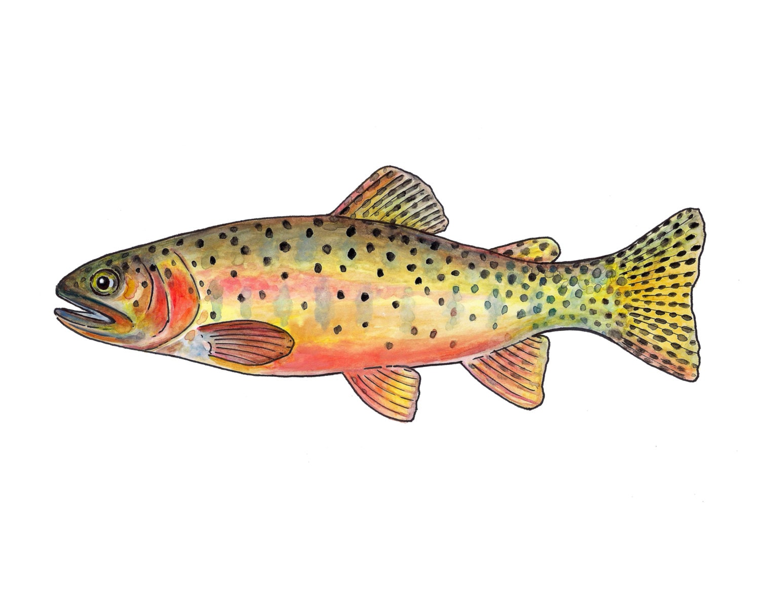 Greenback Cutthroat Trout In The Water