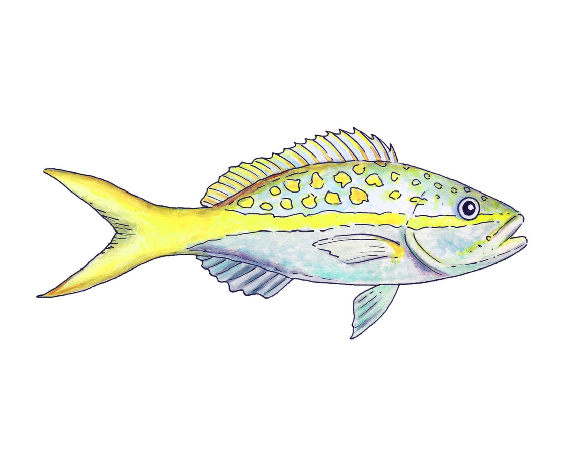 Yellowtail Snapper Watercolor Fine Art Print - Etsy
