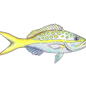 Yellowtail Snapper Watercolor Fine Art Print - Etsy