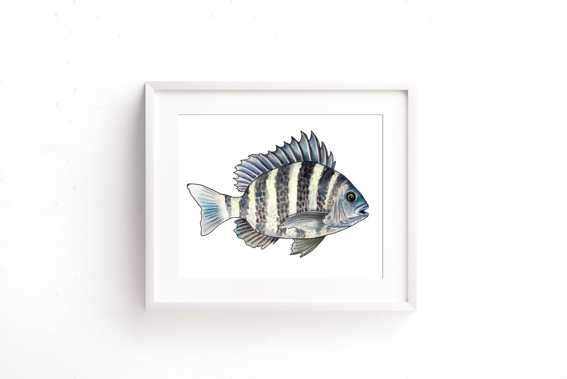 Sheepshead Watercolor Fine Art Print - Etsy