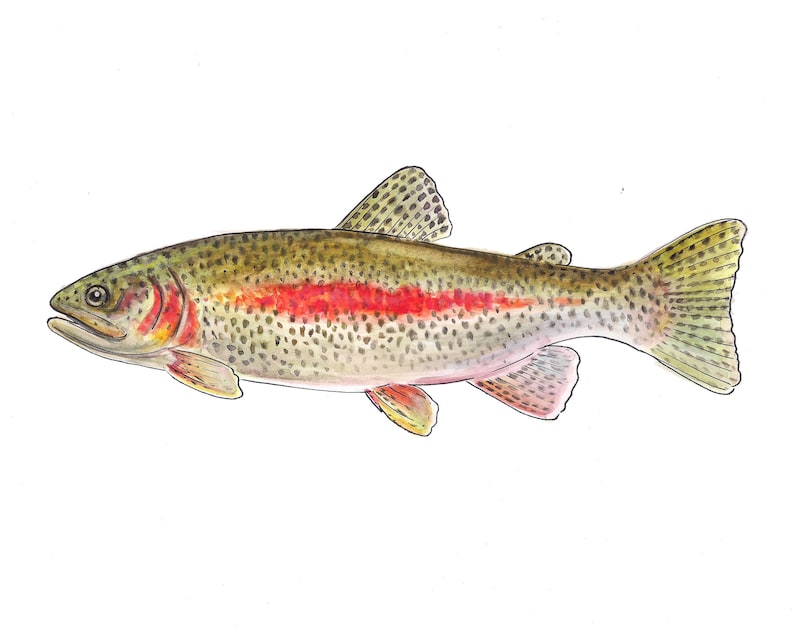 Leopard Rainbow Trout Watercolor Fine Art Print - Etsy