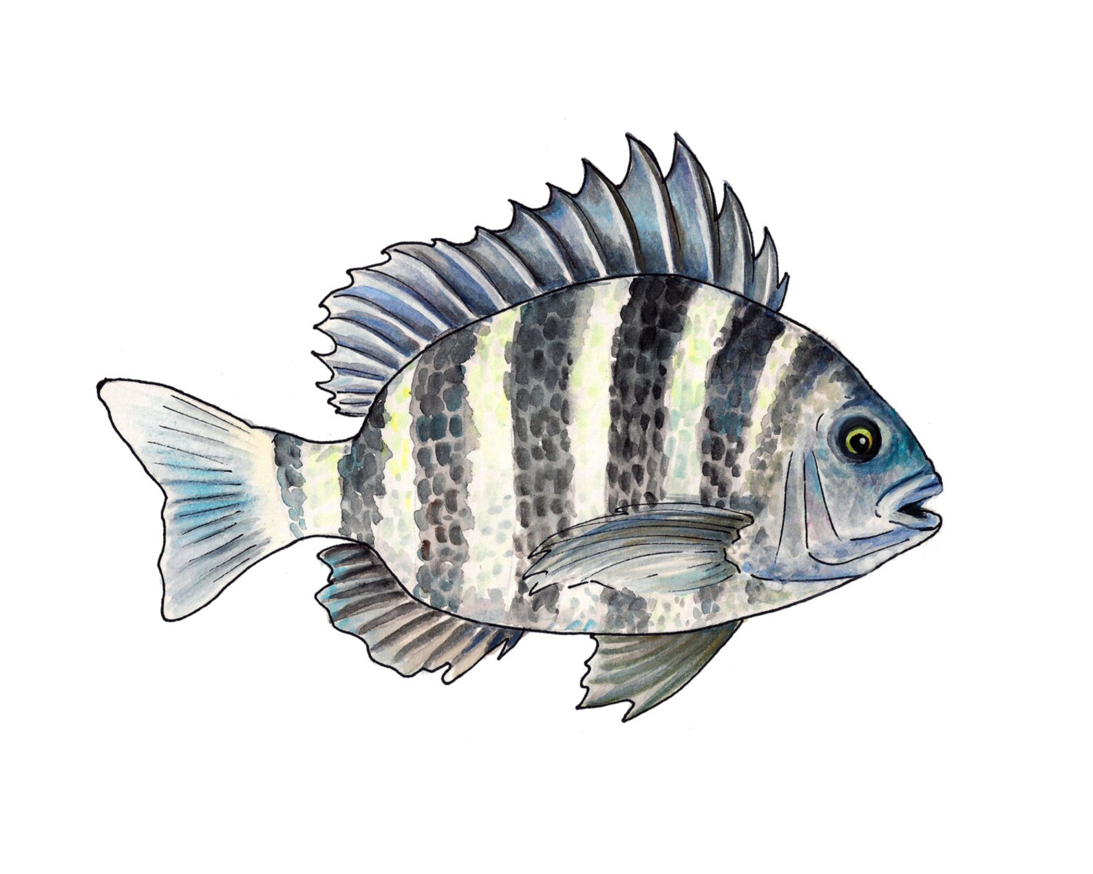 Sheepshead Watercolor Fine Art Print - Etsy