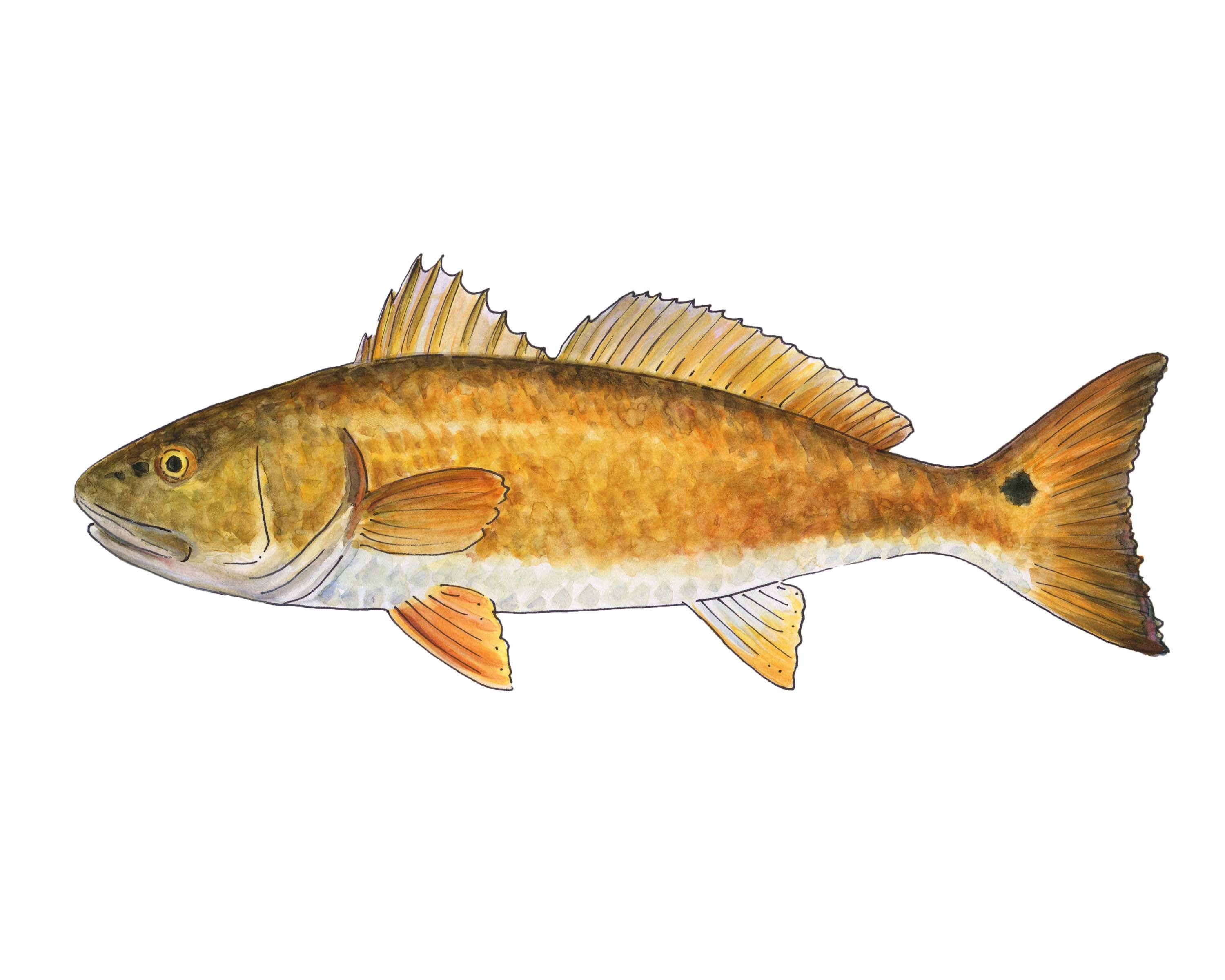 Redfish Watercolor Fine Art Print - Etsy