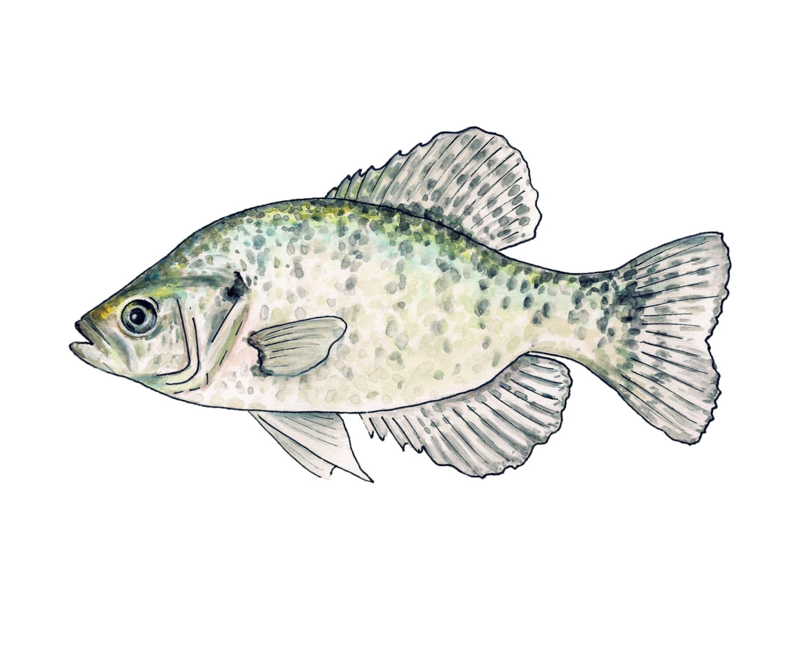 White Crappie Watercolor Fine Art Print - Etsy