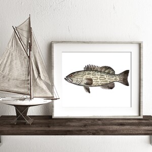 Black Grouper Watercolor Fine Art Print - Etsy